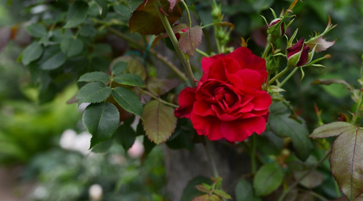 17 Different Varieties of Winter Hardy Roses For Cold Climates