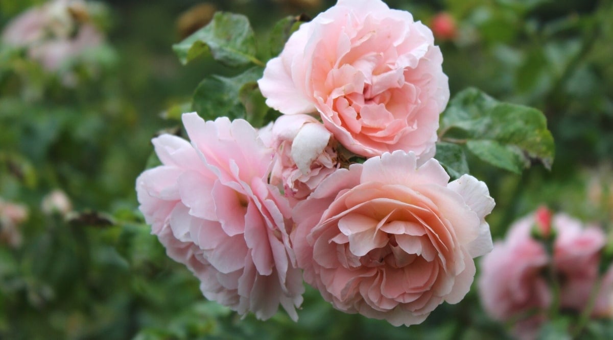 21 Roses That Will Flourish in Northern Climate Gardens