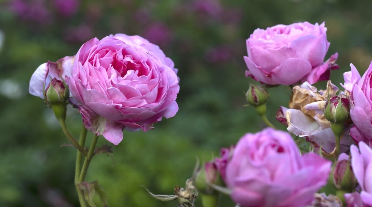 22 Popular Heirloom Roses to Grow This Season