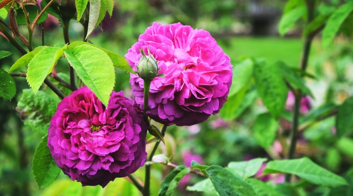 27 Different Types of Thornless Roses For Your Garden