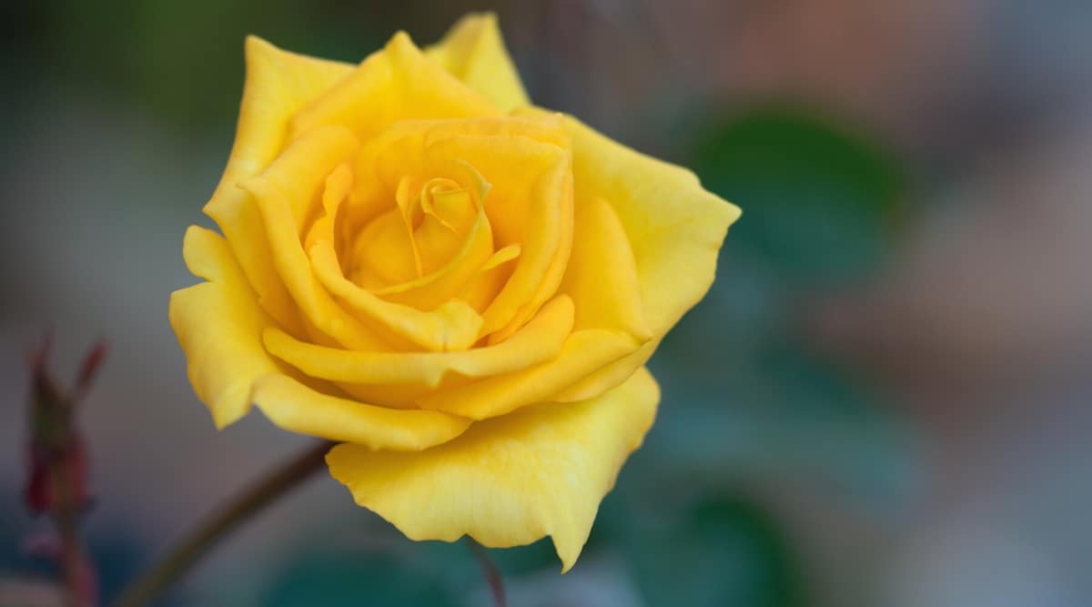 21 Roses Ideal for Creating a Hedge or Privacy Screen