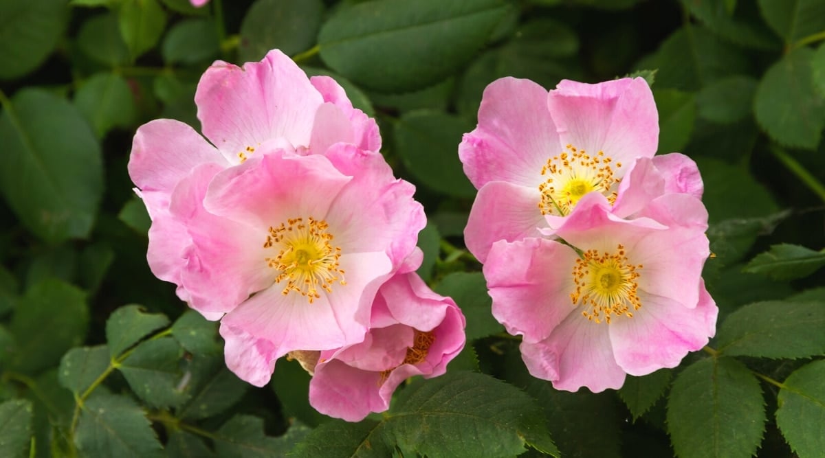 27 Different Types of Thornless Roses For Your Garden