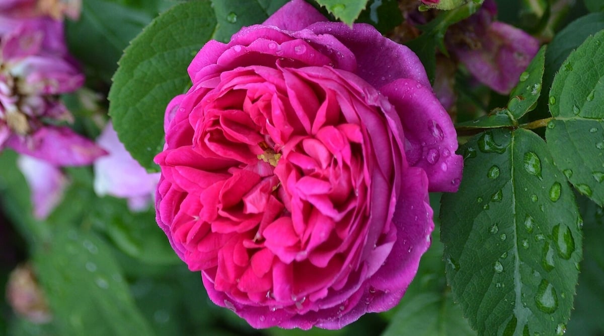 21 Roses That Will Flourish in Northern Climate Gardens