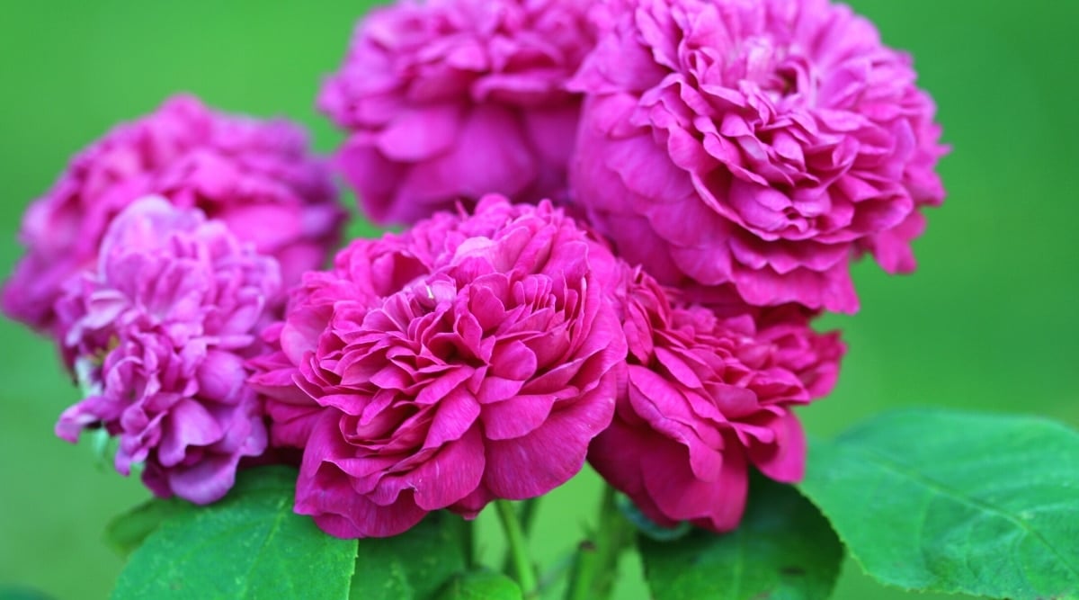 21 Roses Ideal for Creating a Hedge or Privacy Screen