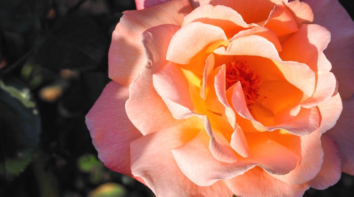 15 Roses With Large Blooming Flowers