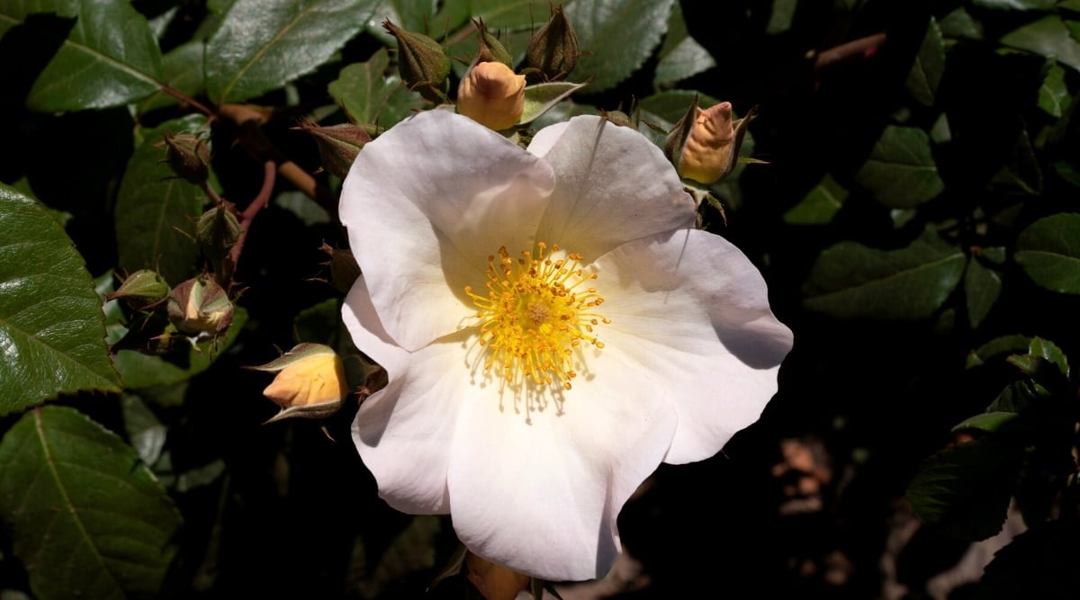 27 Different Types of Thornless Roses For Your Garden