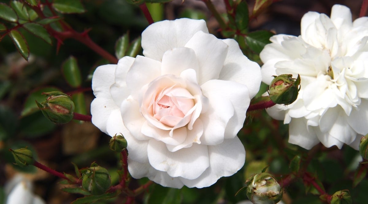 21 Neutral Colored Roses You Can Grow This Season