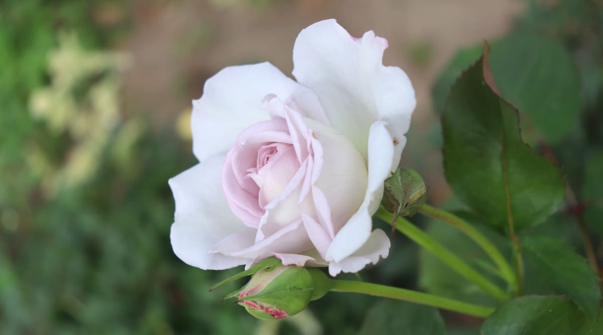 21 Neutral Colored Roses You Can Grow This Season