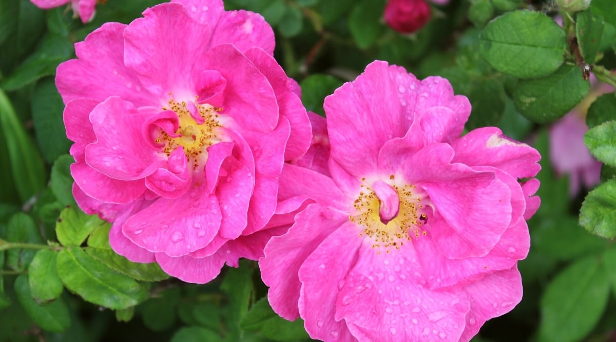 17 Different Varieties of Winter Hardy Roses For Cold Climates