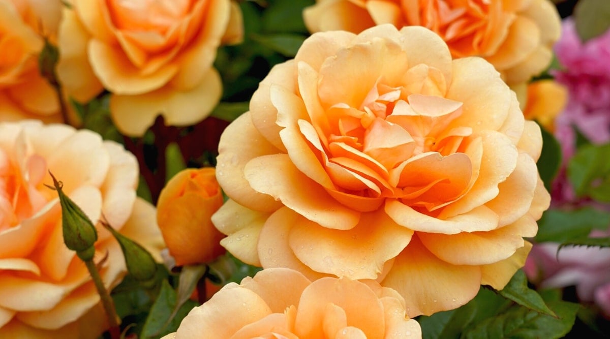 17 Yellow Rose Varieties to Brighten Your Garden
