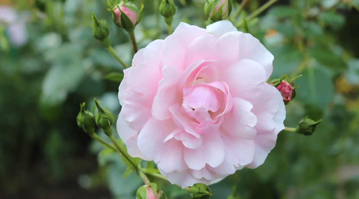 21 Neutral Colored Roses You Can Grow This Season