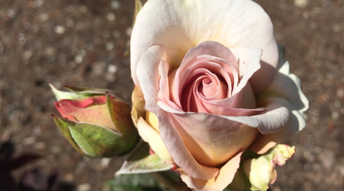21 Neutral Colored Roses You Can Grow This Season