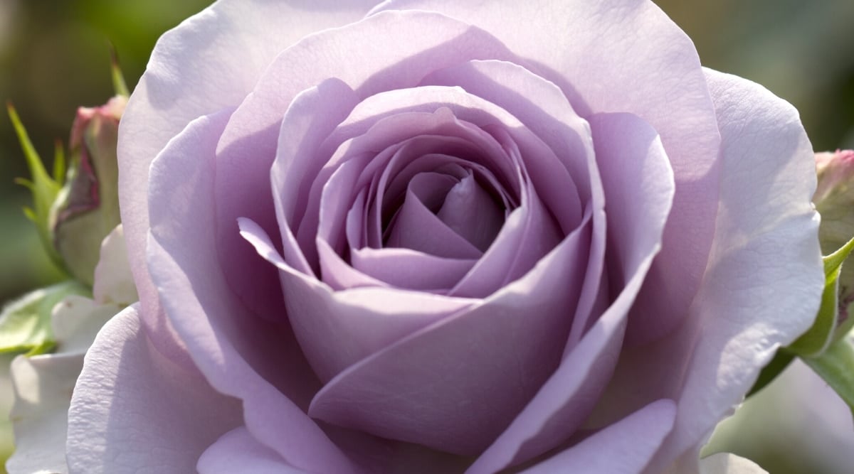 27 Different Types of Thornless Roses For Your Garden