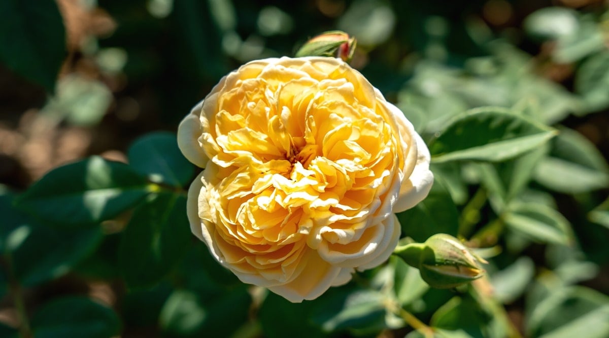 17 Yellow Rose Varieties to Brighten Your Garden