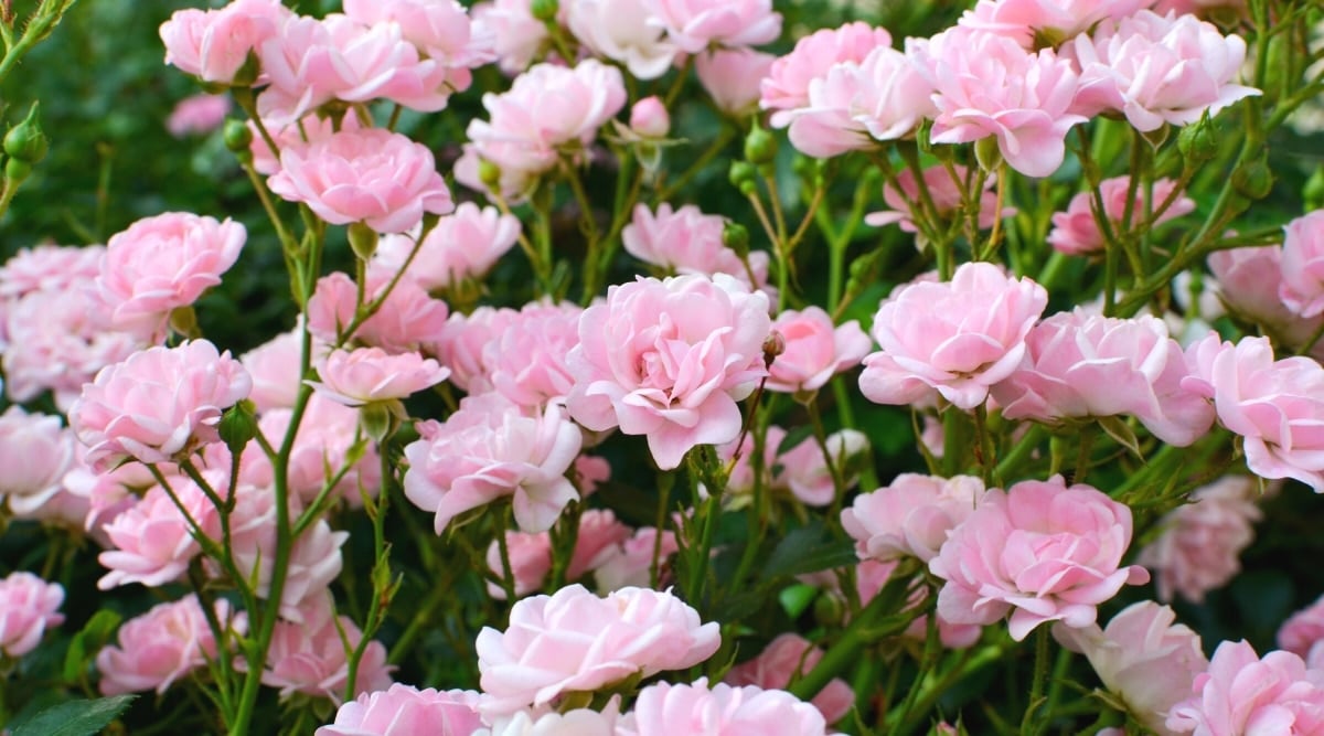 27 Stunning Pink Rose Varieties For Your Garden