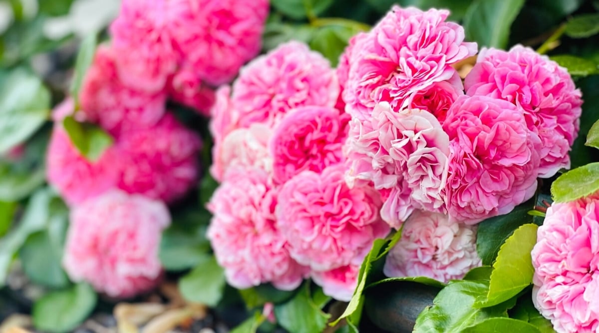 17 Different Varieties of Winter Hardy Roses For Cold Climates