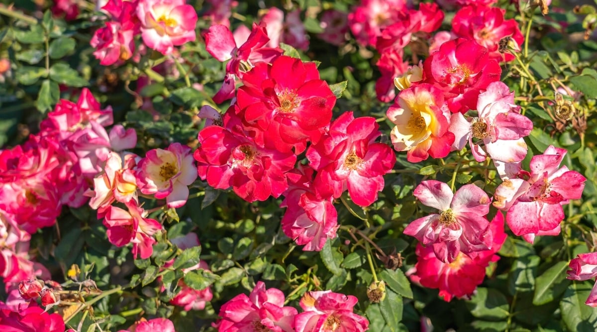 17 Different Varieties of Winter Hardy Roses For Cold Climates