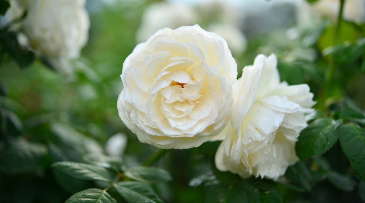 21 Beautiful White Rose Varieties to Grow This Season
