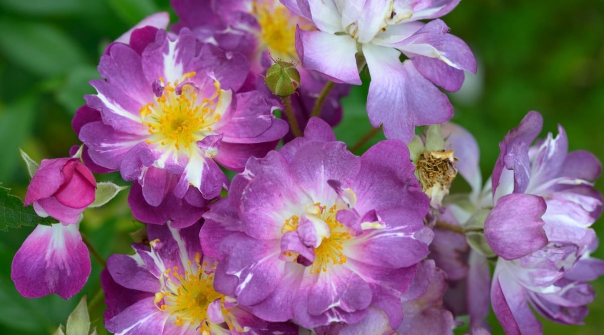 33 Beautiful Roses That Thrive in the Shade