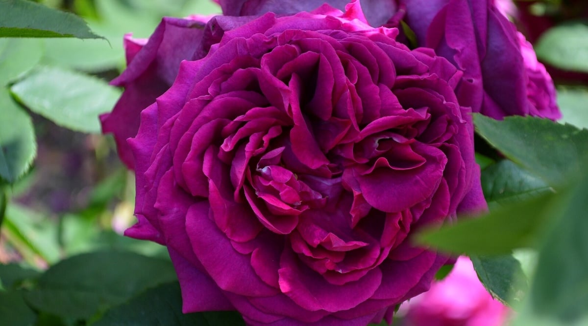 27 Fragrant Rose Varieties to Grow This Season