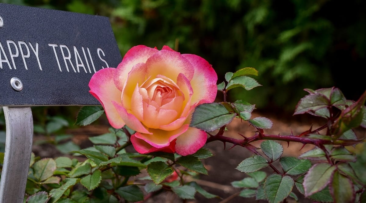 33 Beautiful Roses That Thrive in the Shade