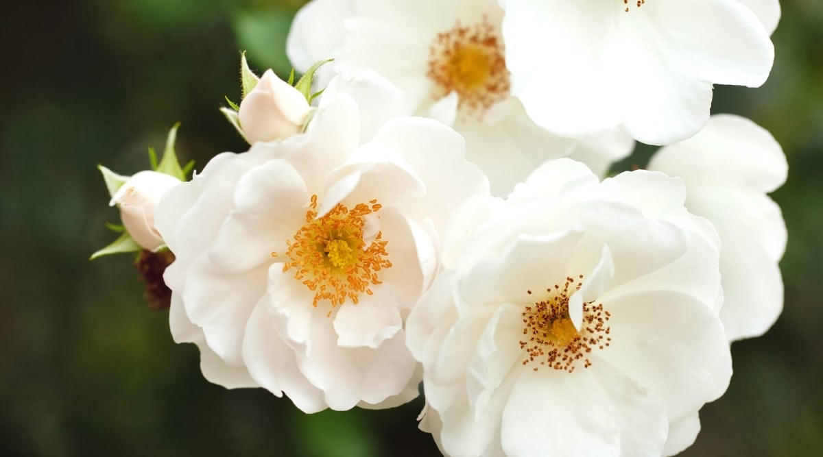21 Beautiful White Rose Varieties to Grow This Season
