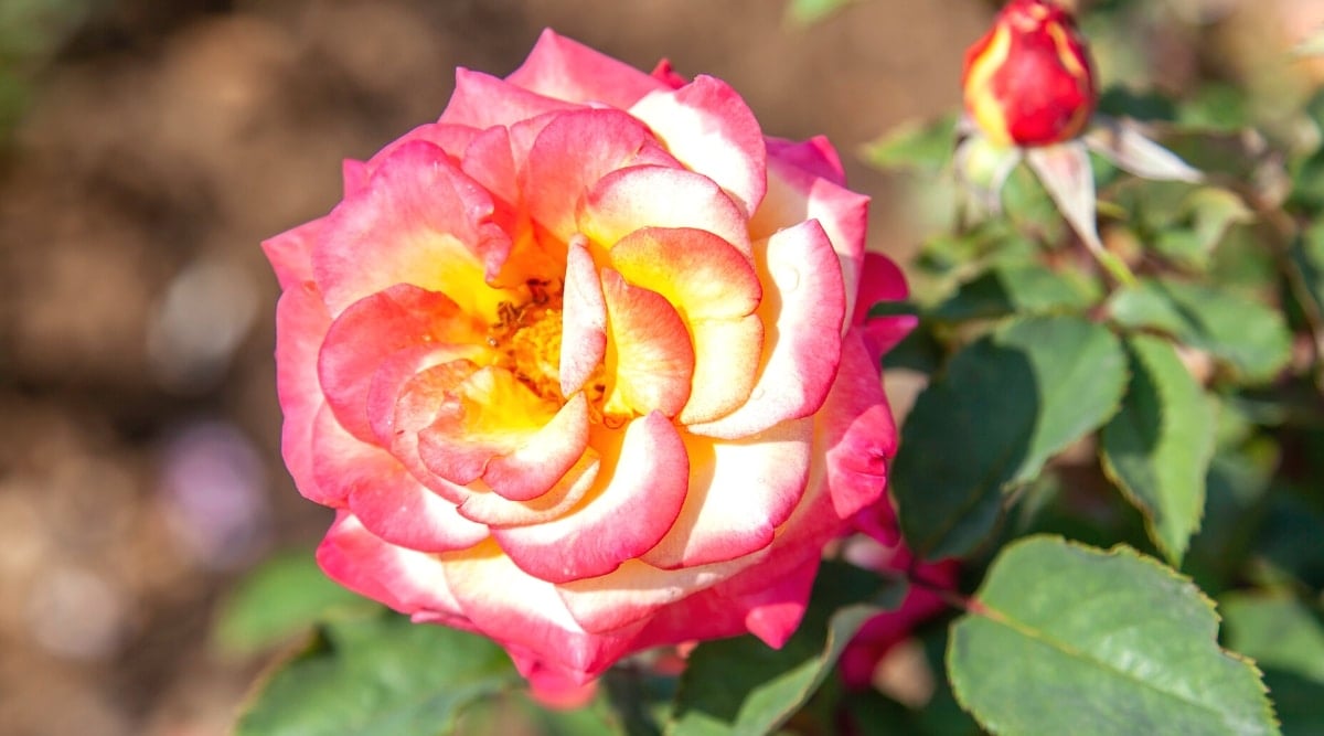 17 Yellow Rose Varieties to Brighten Your Garden
