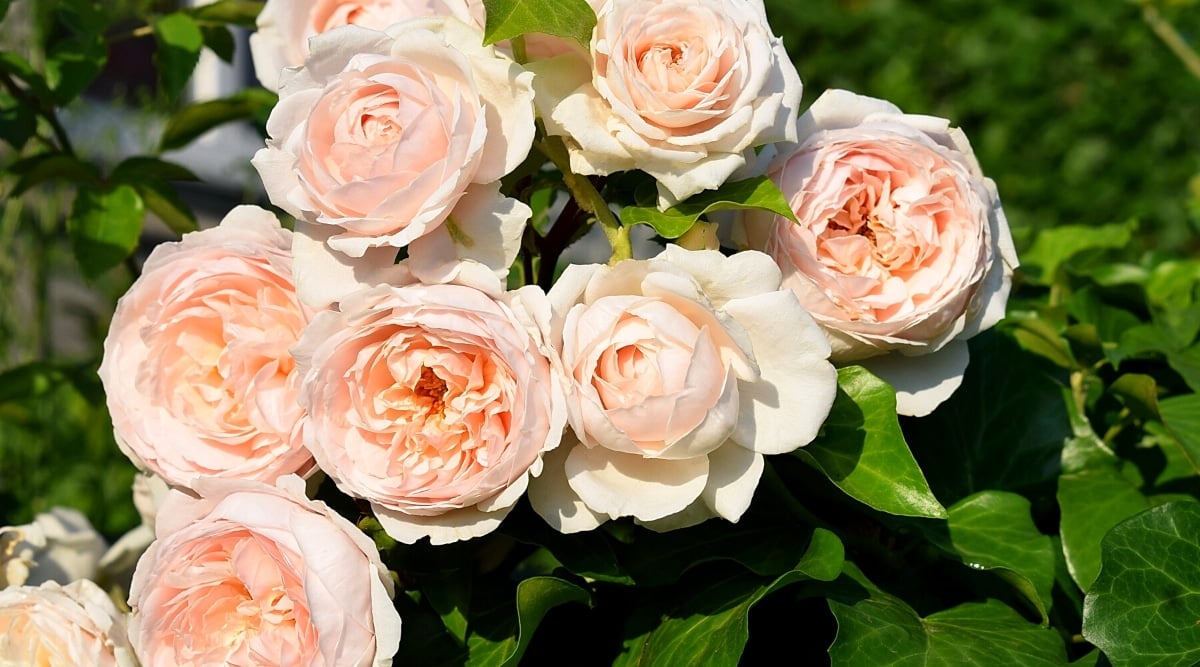 27 Stunning Pink Rose Varieties For Your Garden