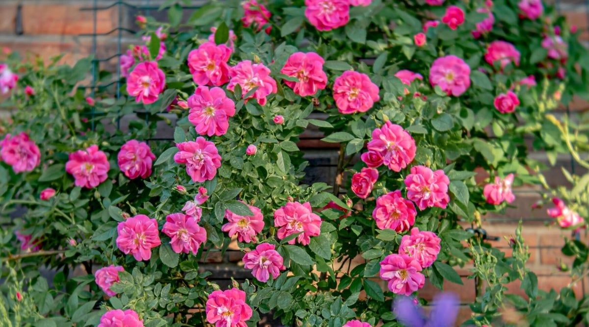 17 Different Varieties of Winter Hardy Roses For Cold Climates
