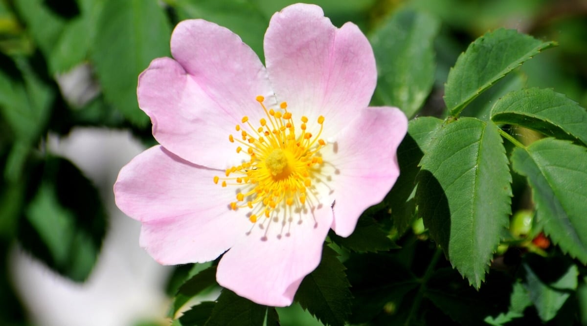 21 Roses Ideal for Creating a Hedge or Privacy Screen