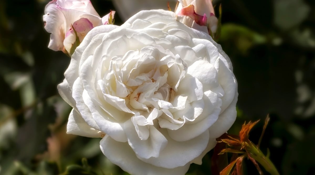 21 Beautiful White Rose Varieties to Grow This Season