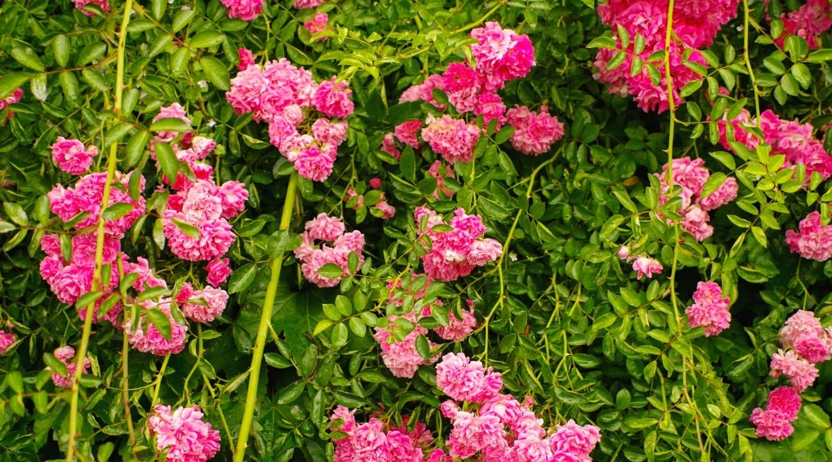 27 Different Types of Thornless Roses For Your Garden