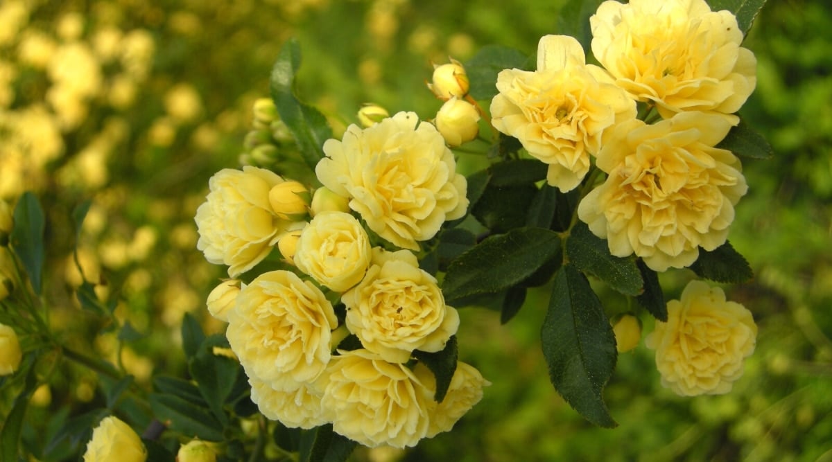 17 Yellow Rose Varieties to Brighten Your Garden