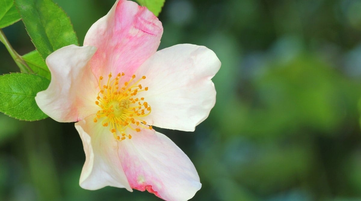 17 Hall of Fame Rose Winners to Grow This Season