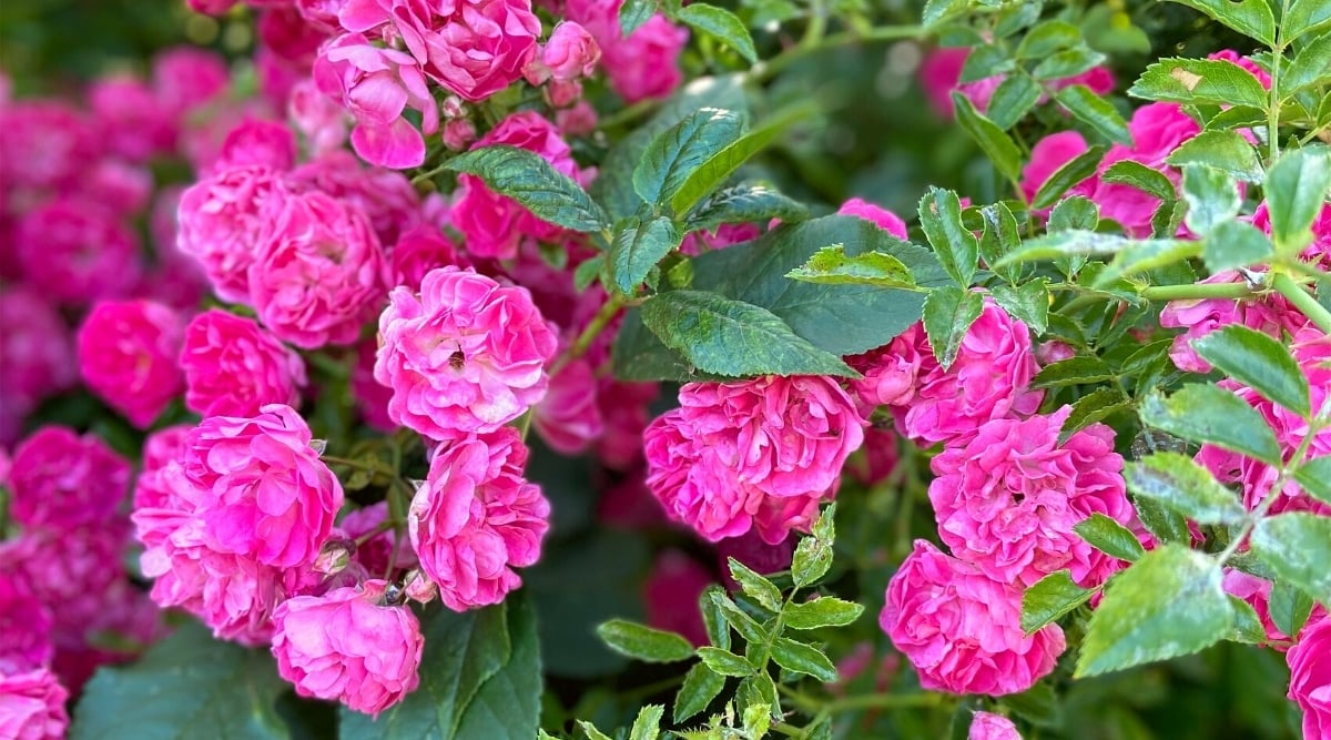17 Drought-Tolerant Roses That Thrive in Arid Climates