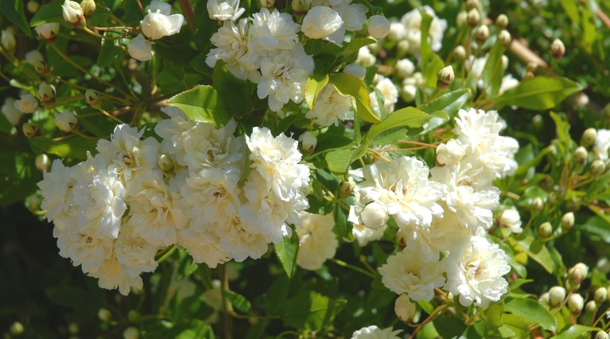 How to Plant, Grow and Care For Lady Banks Rose