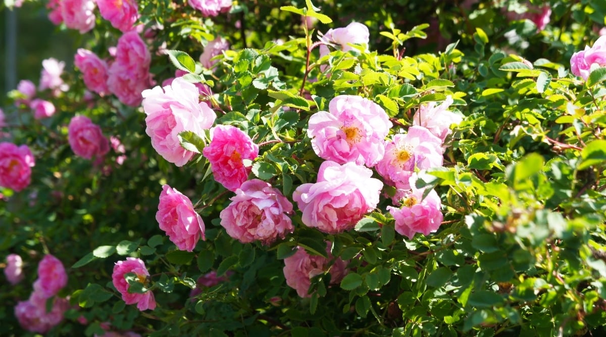 33 Beautiful Roses That Thrive in the Shade