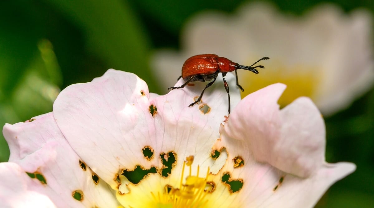 9 Reasons Roses Drop Their Flowers