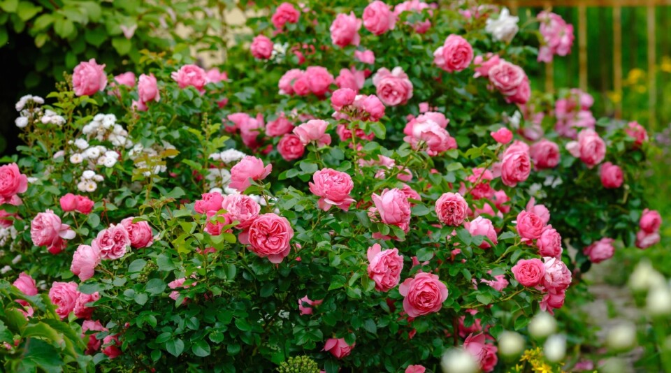 What's My Garden Style?