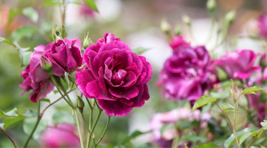 15 Essential Rose-Growing Tips