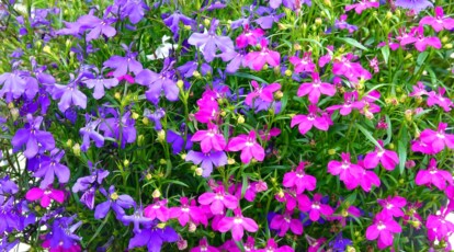 How to Plant, Grow, and Care for Lobelia