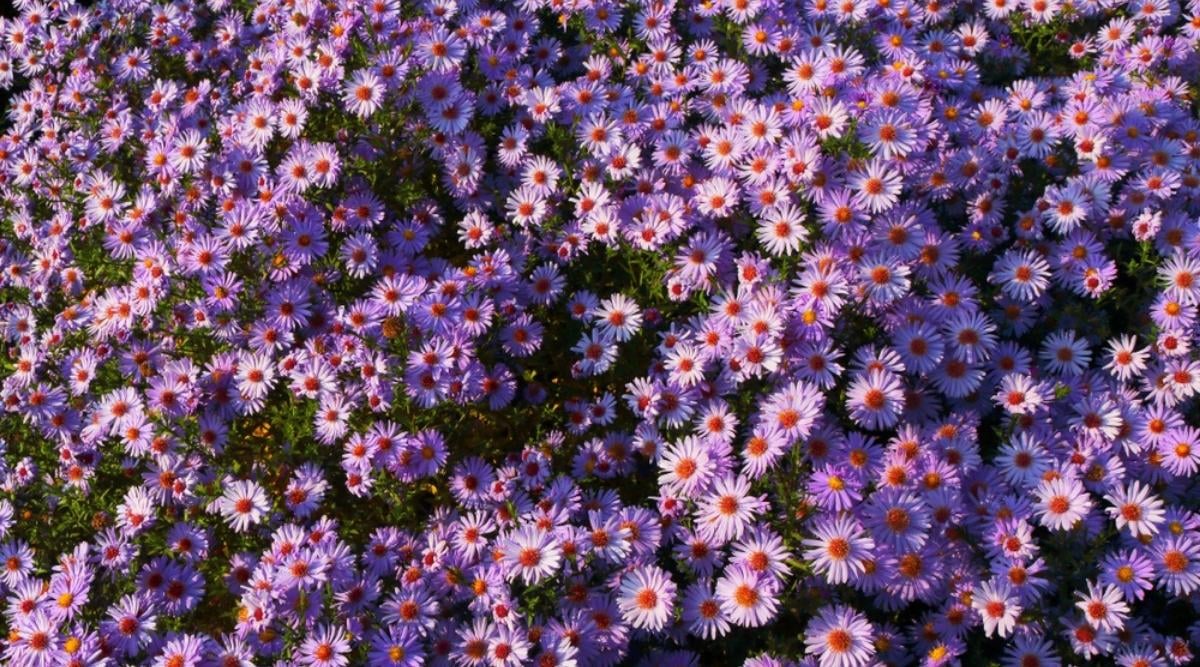 Blue Asters: 15 Different Types of Blue Aster Varieties