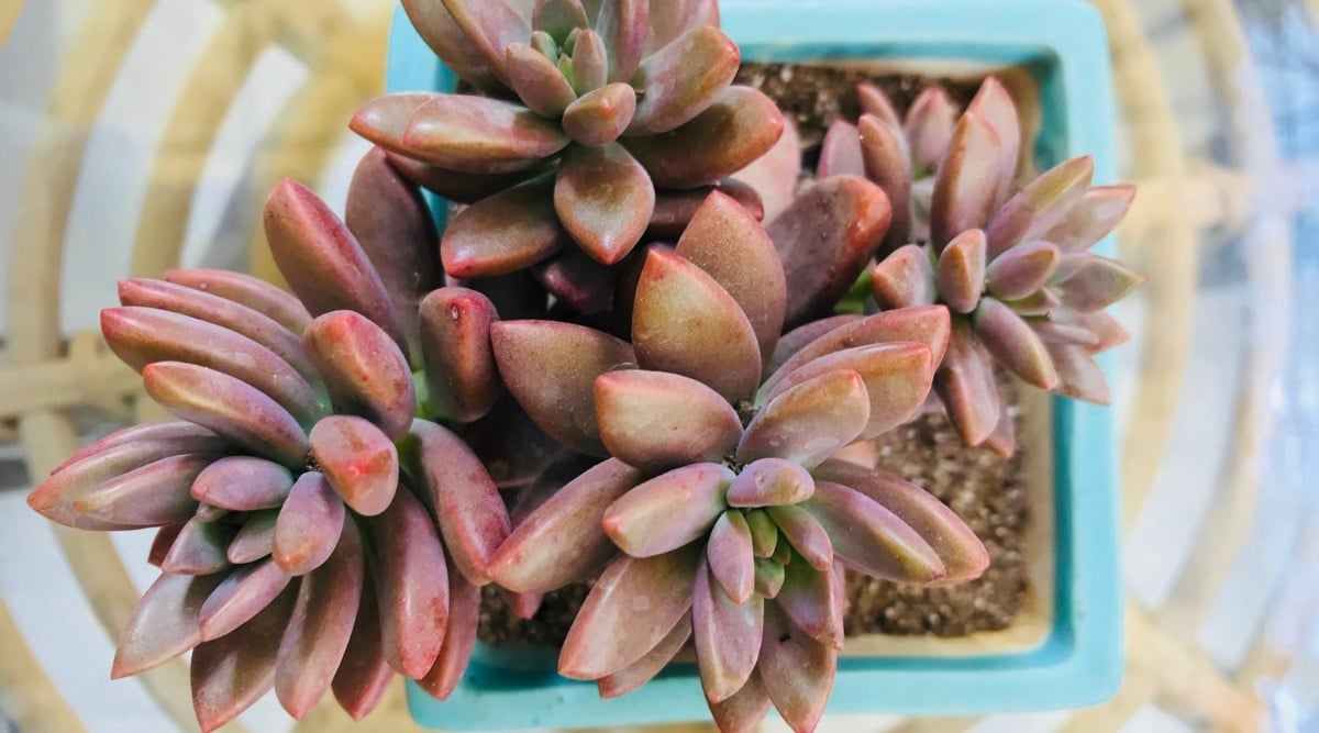 37 Different Types Purple Succulents With Names & Pictures