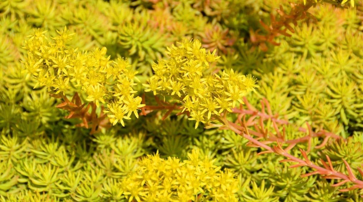 23 Fast Growing Ground Covers For Slopes