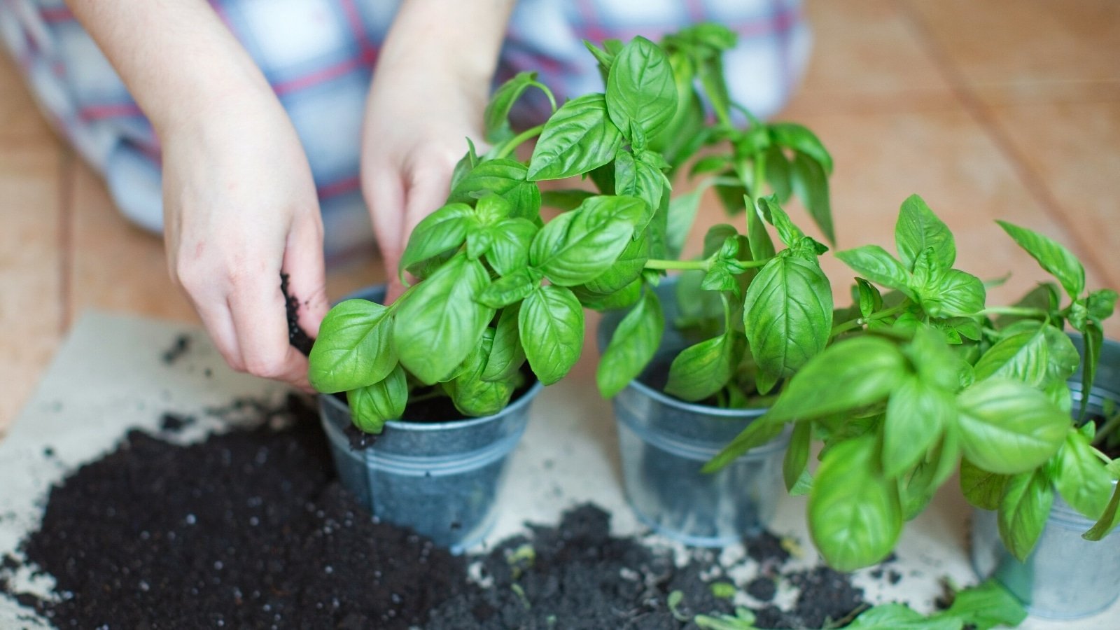 When Should You Plant Basil This Season?