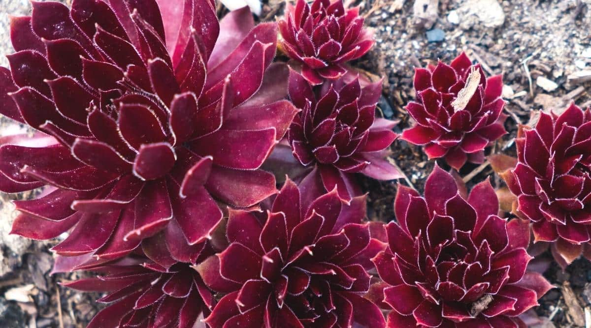 25 Stunning Varieties of Hens and Chicks Plants