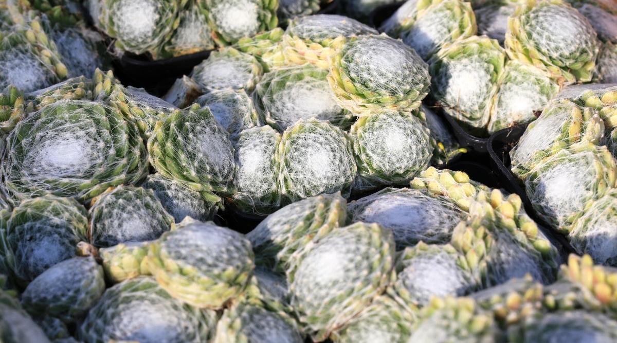 25 Stunning Varieties of Hens and Chicks Plants