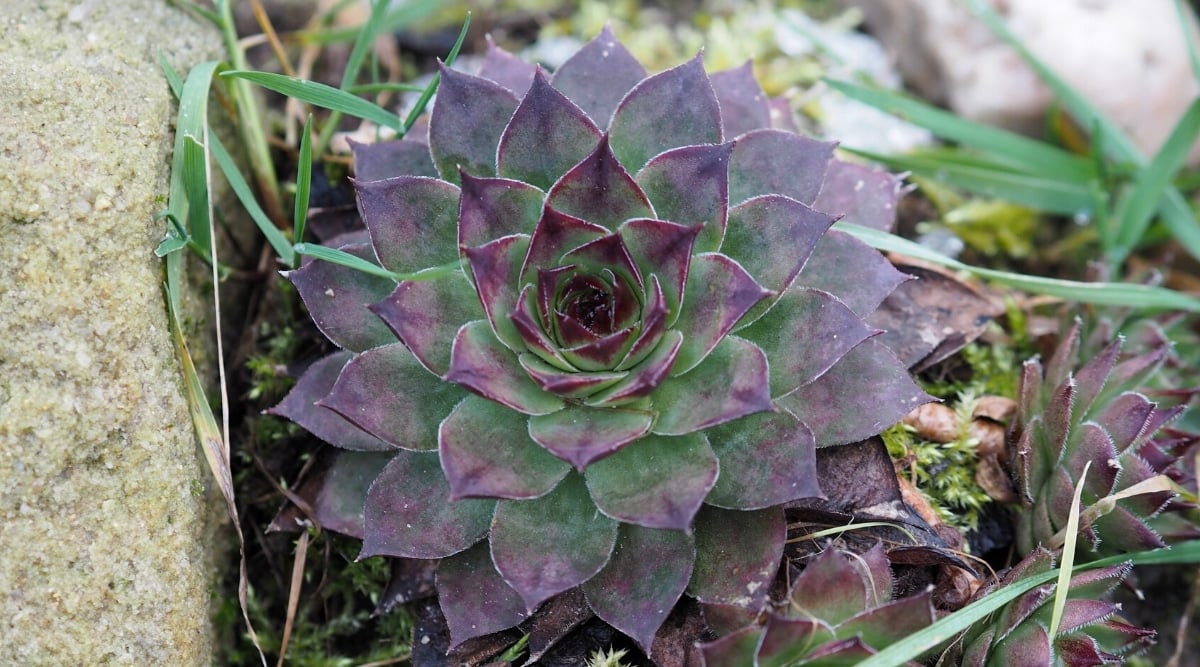 37 Different Types Purple Succulents With Names & Pictures