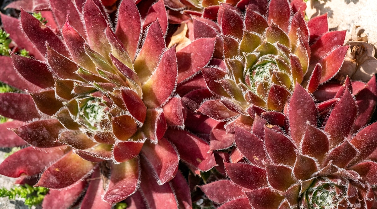 37 Different Types Purple Succulents With Names & Pictures