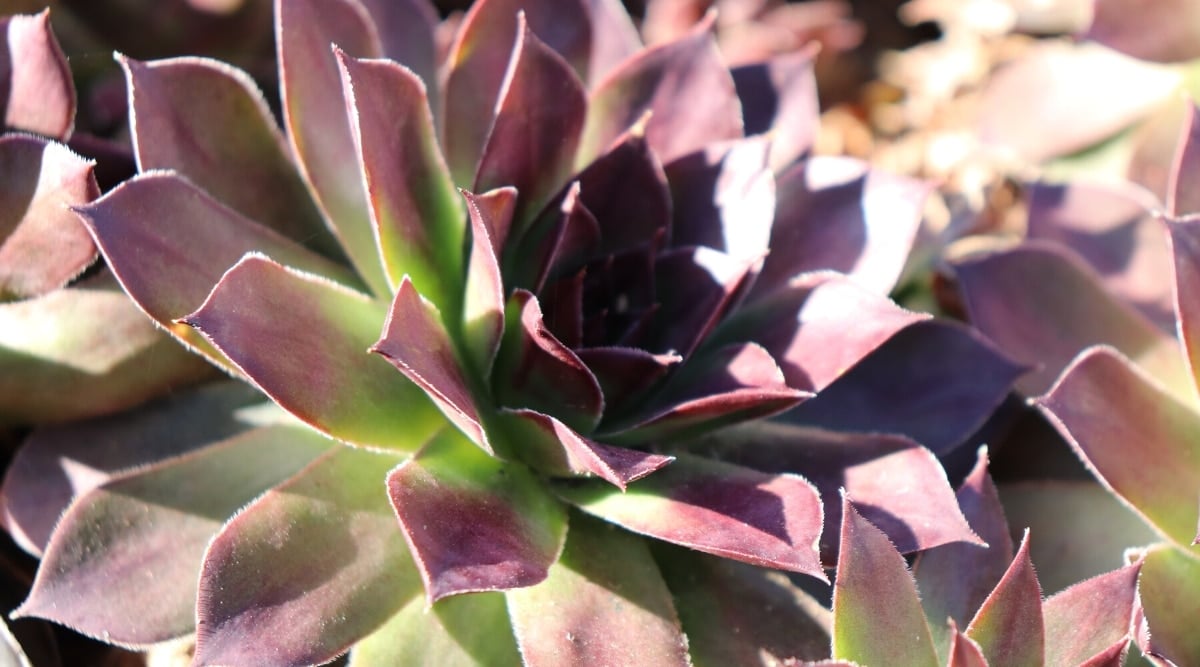 37 Different Types Purple Succulents With Names & Pictures